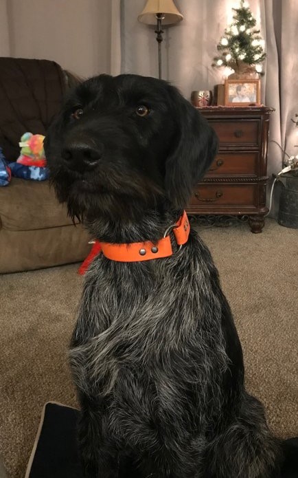 GERMAN WIREHAIRED POINTERS: Stud Service